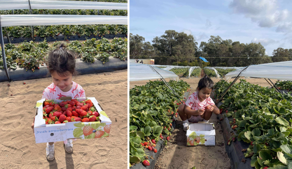 Strawberry Picking - Discover Wanneroo