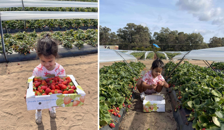 Strawberry Picking - Discover Wanneroo