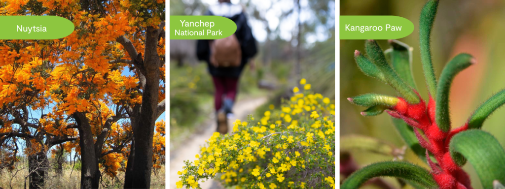 Wildflower Wonders - Discover Wanneroo